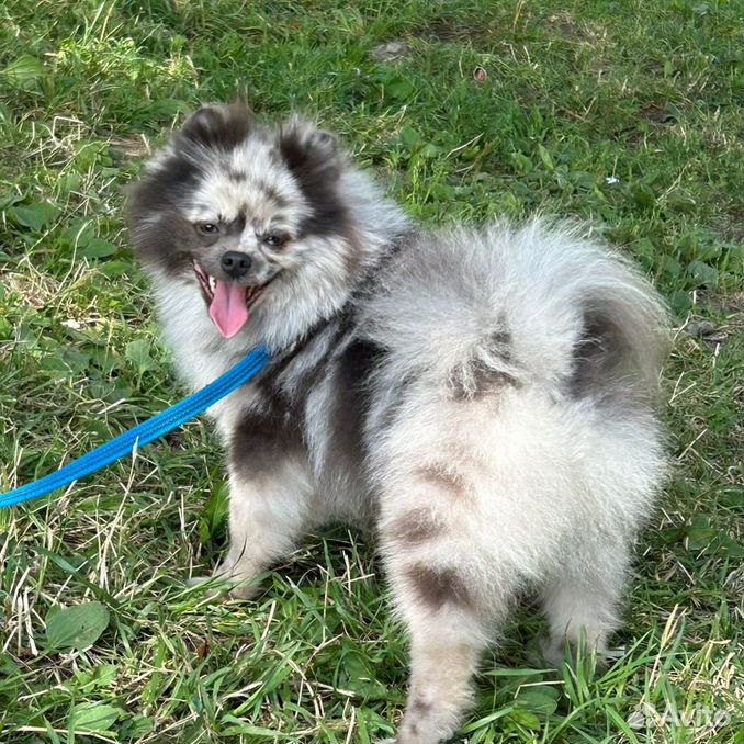 Шпиц Мерль Вязка