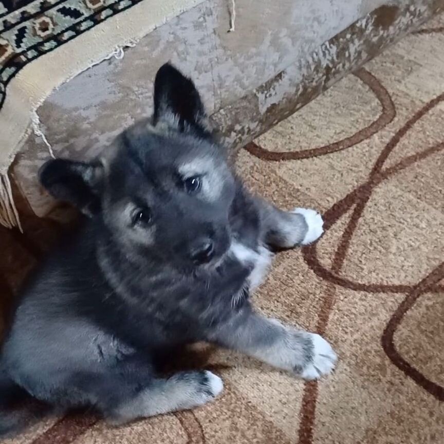 Щеночек Лайки бесплатно