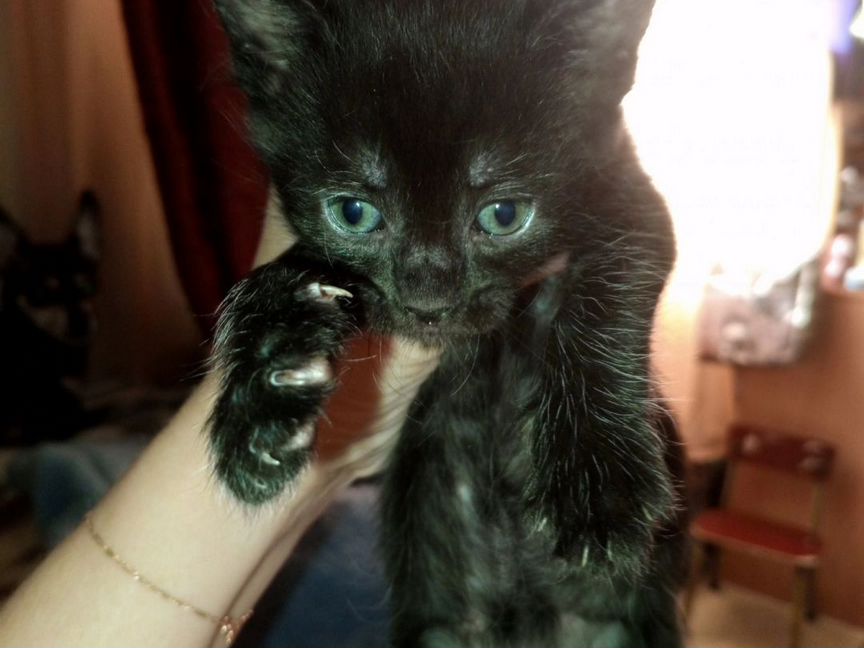 Котята