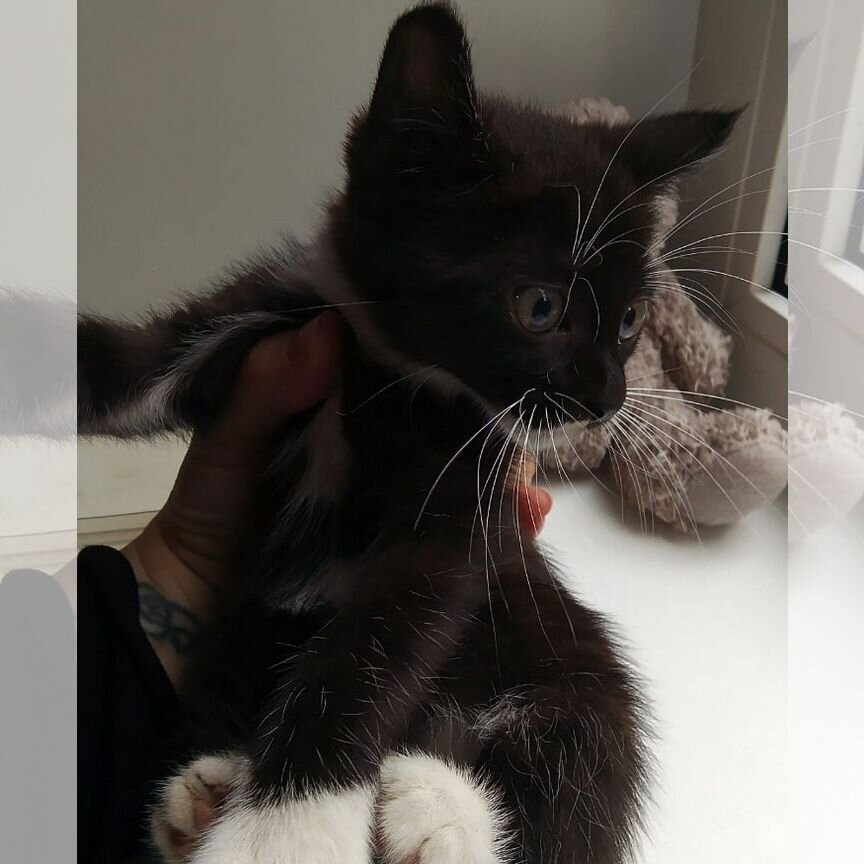 Чёрно белый котенок
