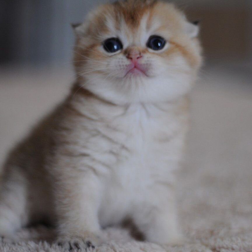 Шотландские котята