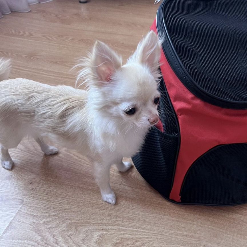 Переноска рюкзак для животных