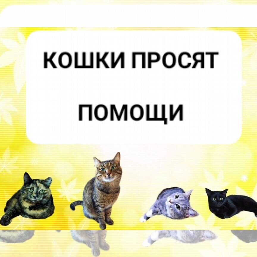 Помогите кошкам