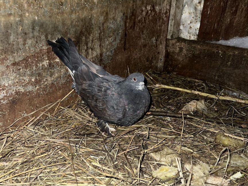 Голубь ручной отдам В добрые руки