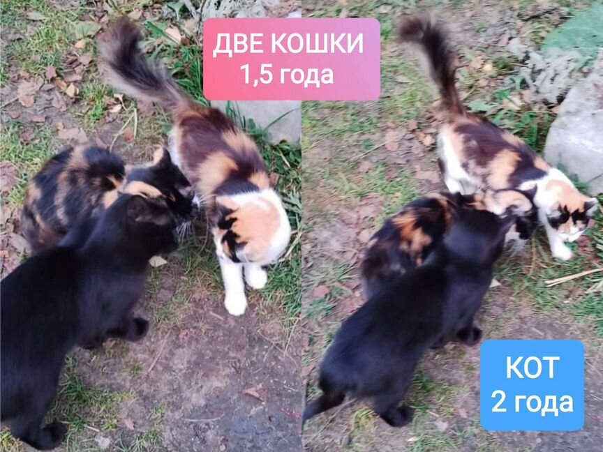 Кошки ищут дом или передержку