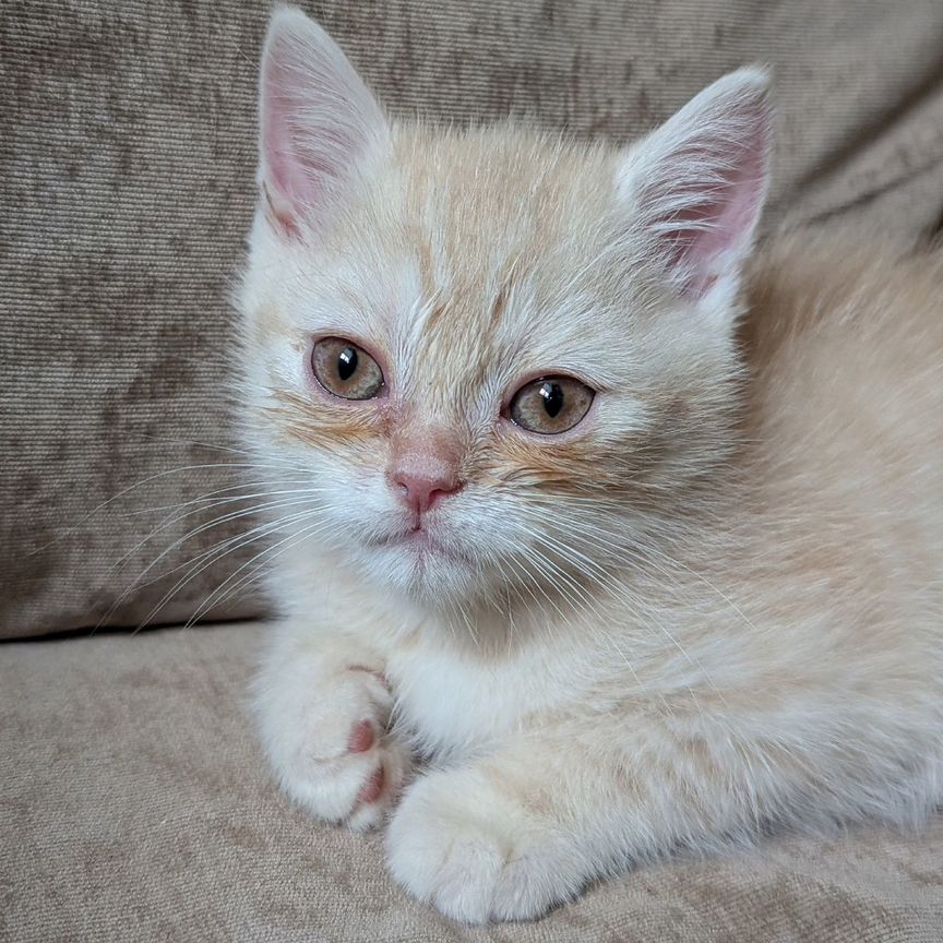 Шотландский прямоухий короткошёрстный котёнок