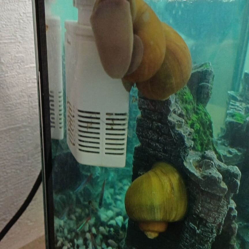 Улитки аквариумные бесплатно