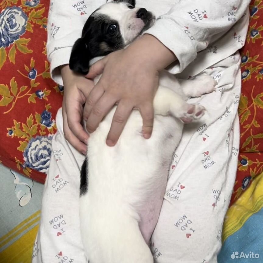 Той-терьер-мама той-терьер(отец неизвестно)