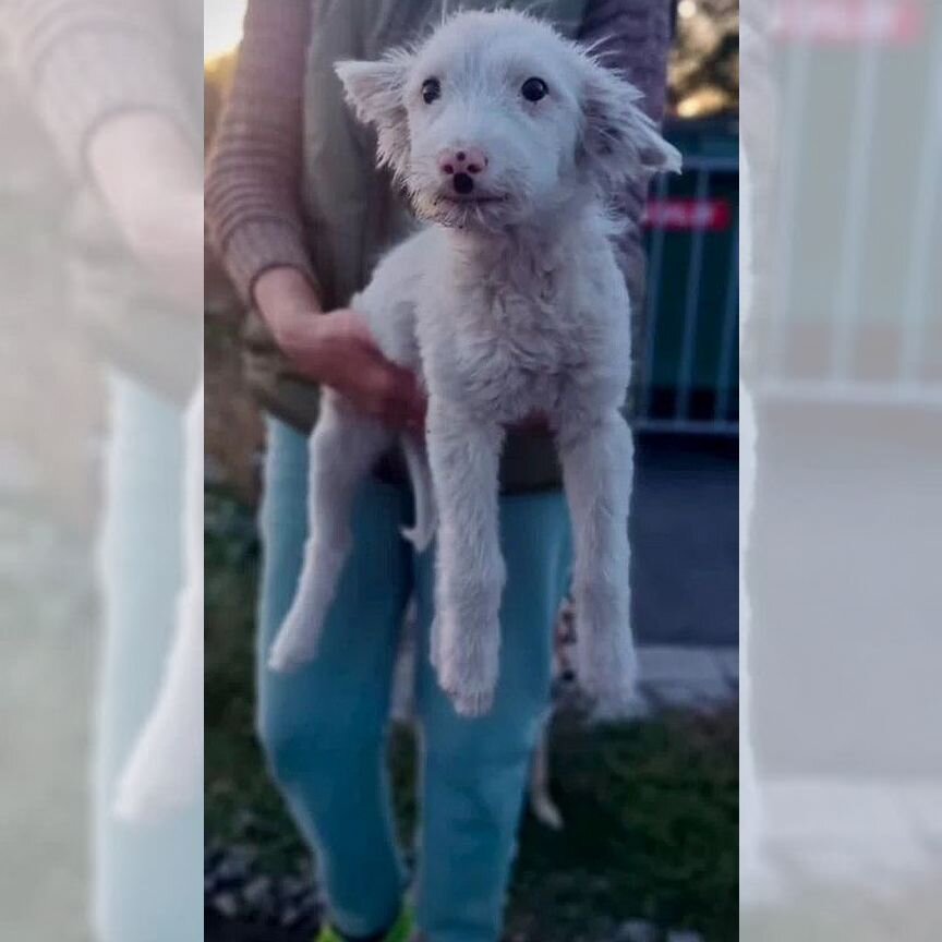 Щенок в добрые руки