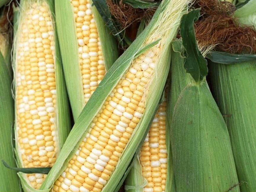 Кукуруза кормовая