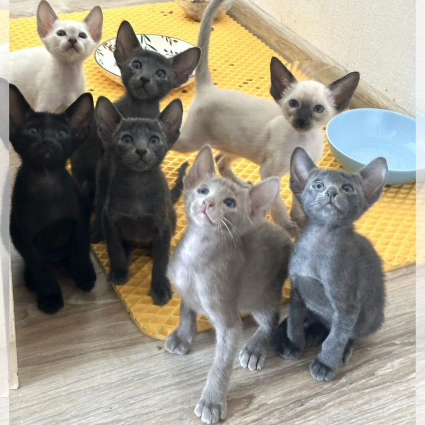 Ориентальный котёнок