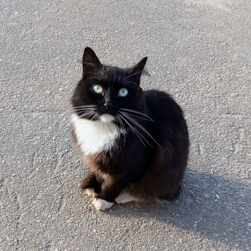 Котики бесплатно в добрые руки