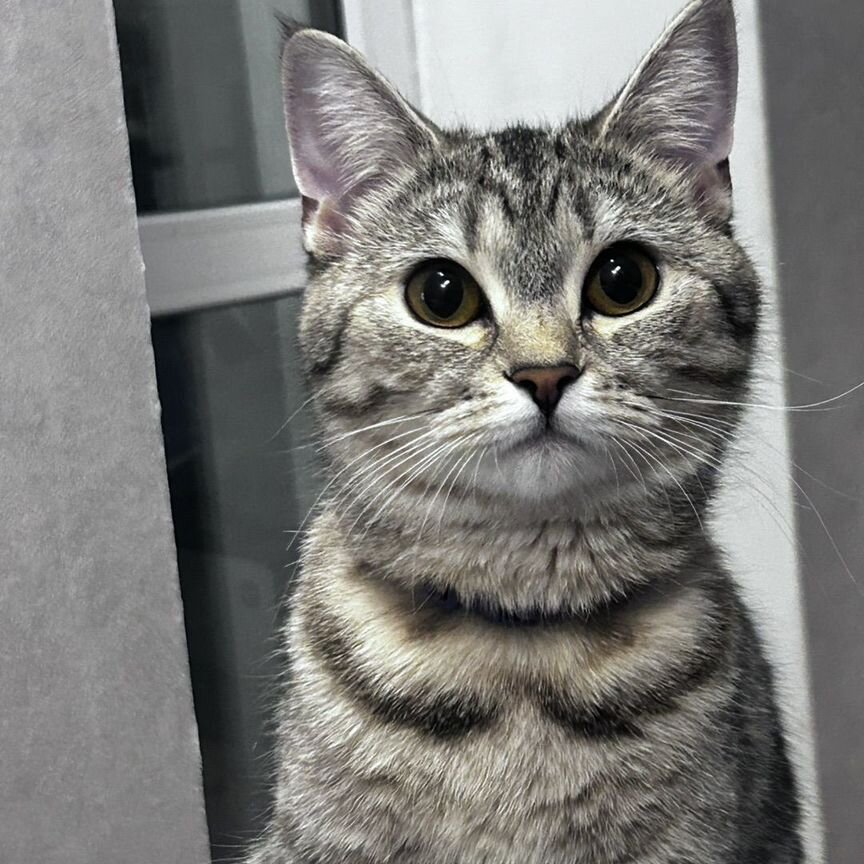 Кошечка ищет жениха на вязку