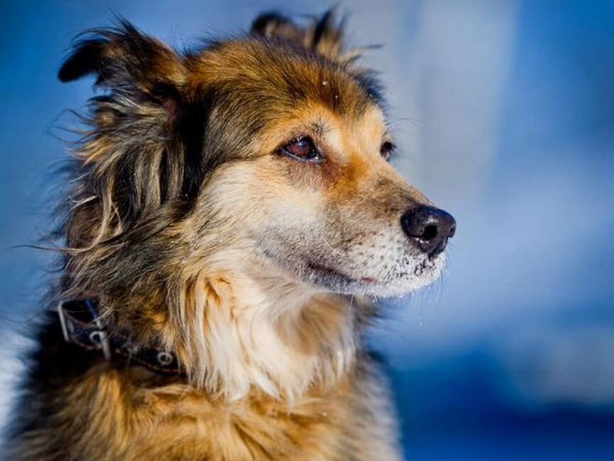 Щенок Лиска (Лисенок), 7 мес. - в дар