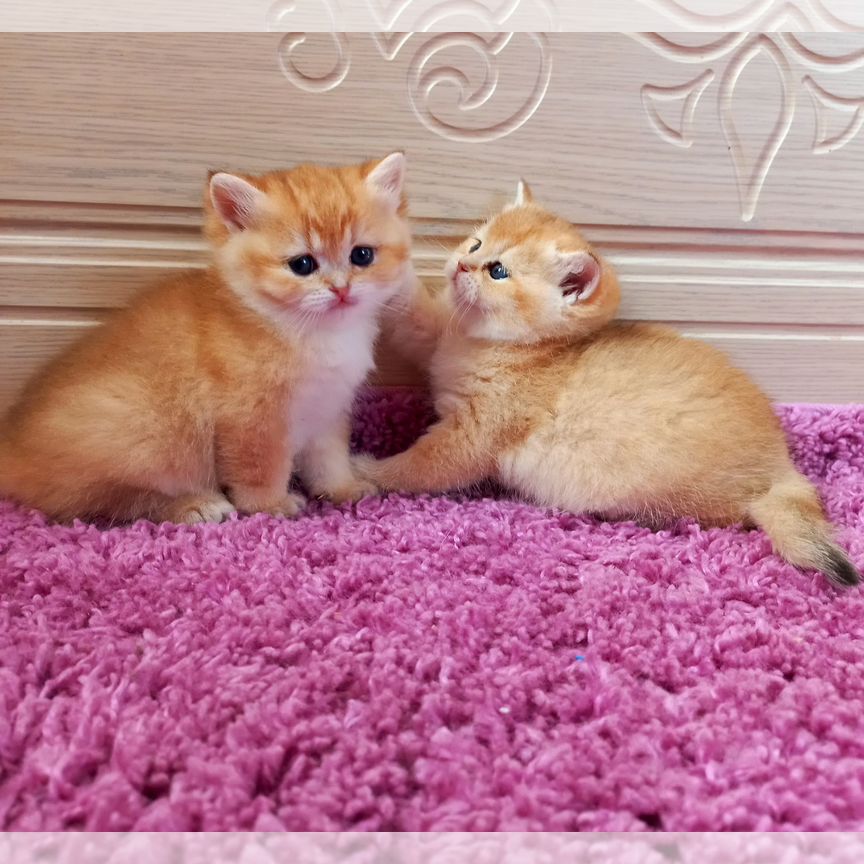 Котята золотая шиншилла