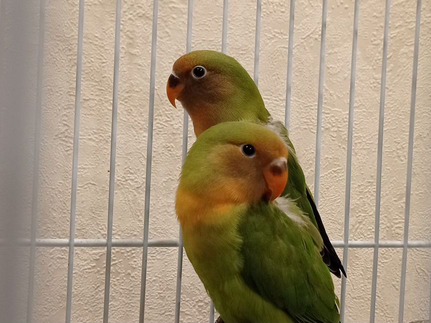 Неразлучники птенцы