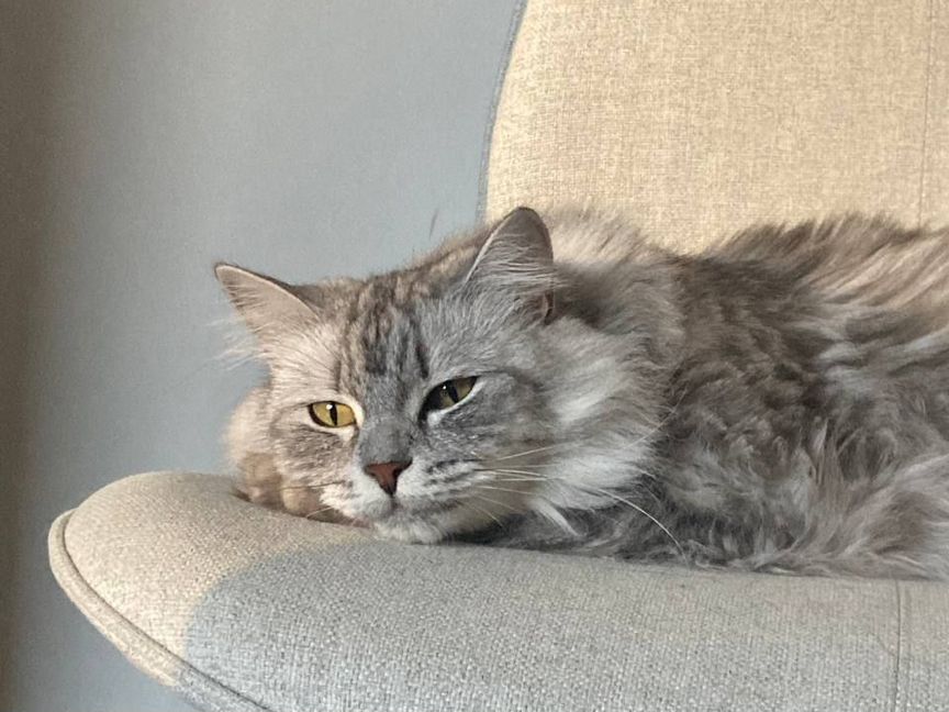 Кошечка Марси