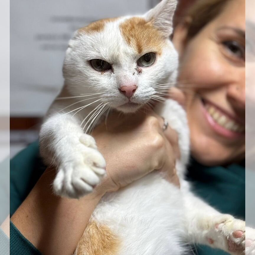 Взрослый кот в добрые руки