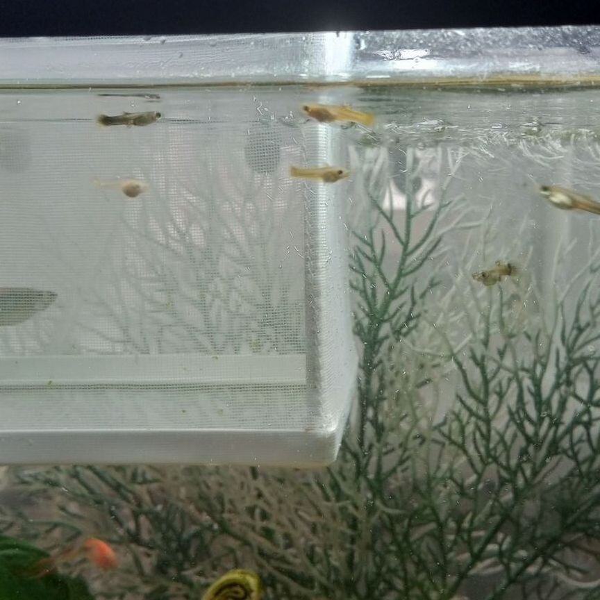 Мальки гупешек