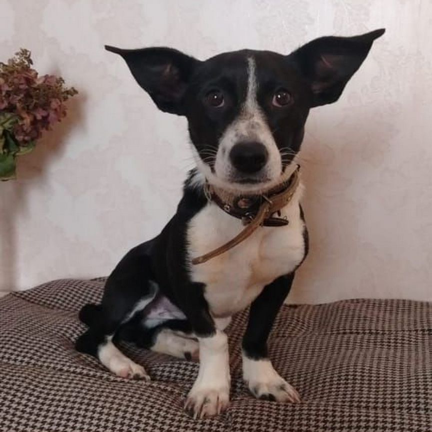 Небольшая собачка 7кг