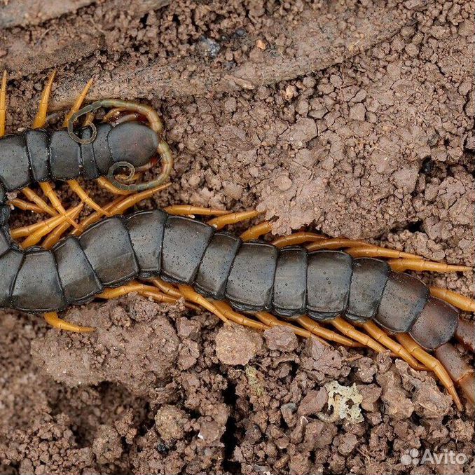 Сколопендра, Scolopendra cingulata