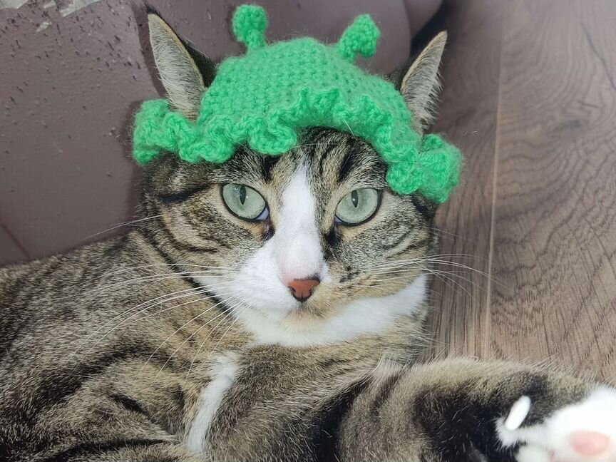 Шляпа для кота/кошки