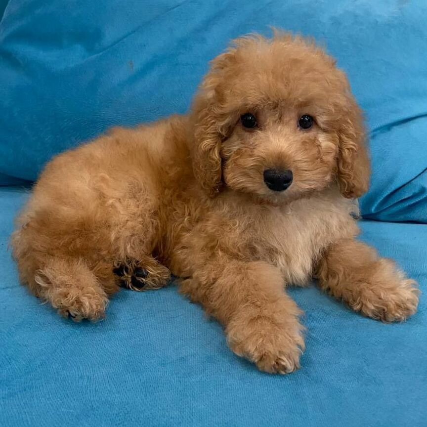 Той-пудель, щенок