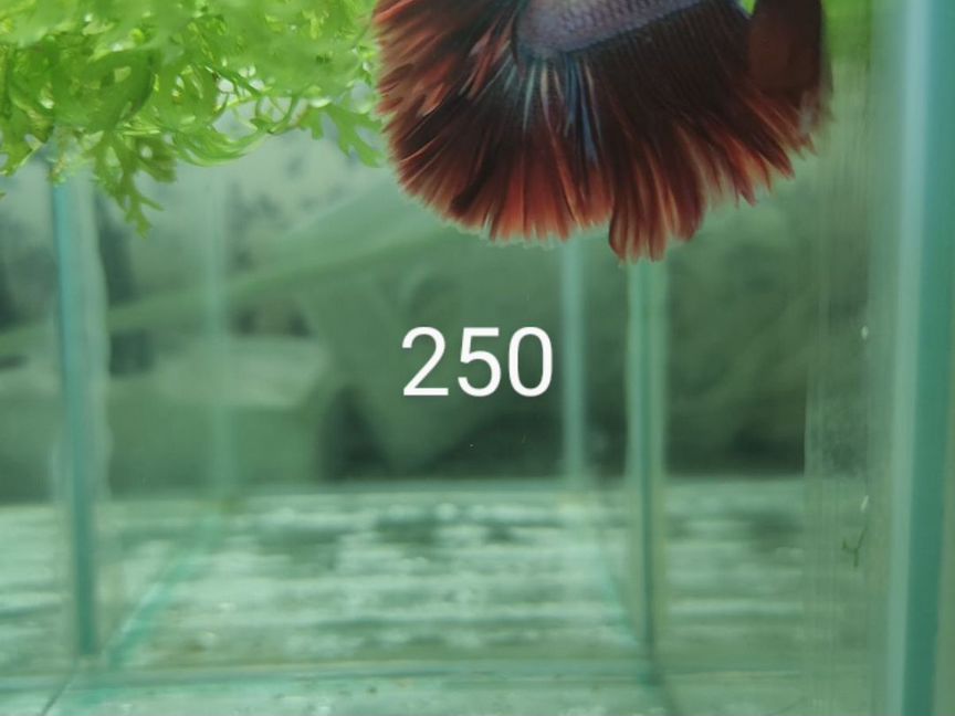 Рыбка петушок