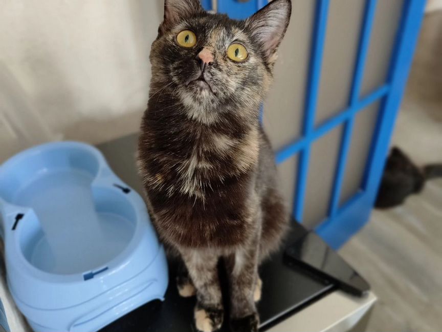 Девочка - черепашка в поисках дома