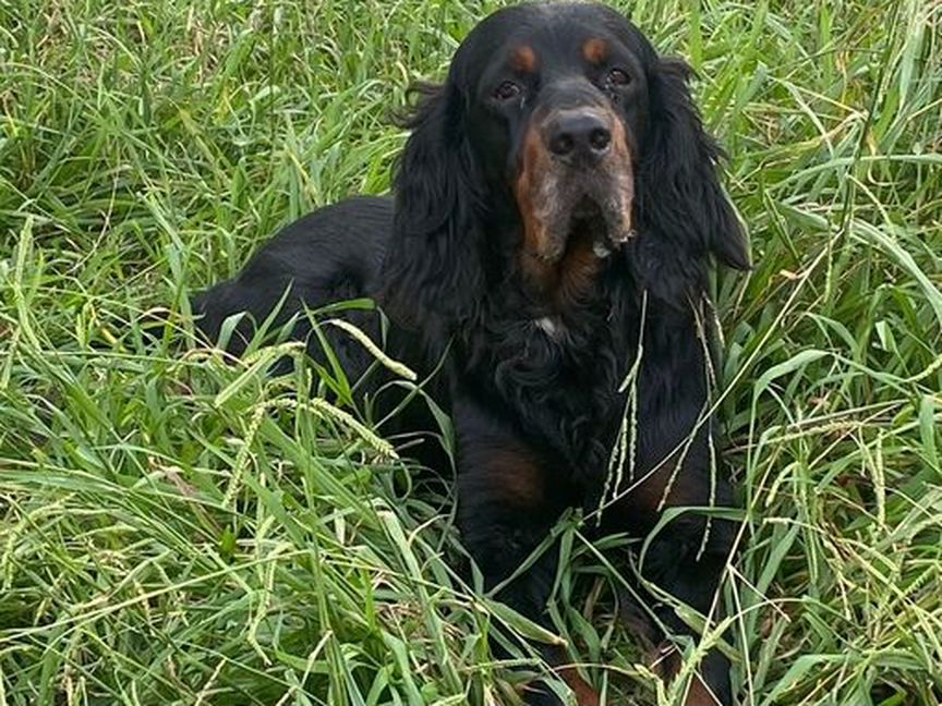 Сэр Гамильтон ищет своего любящего хозяина