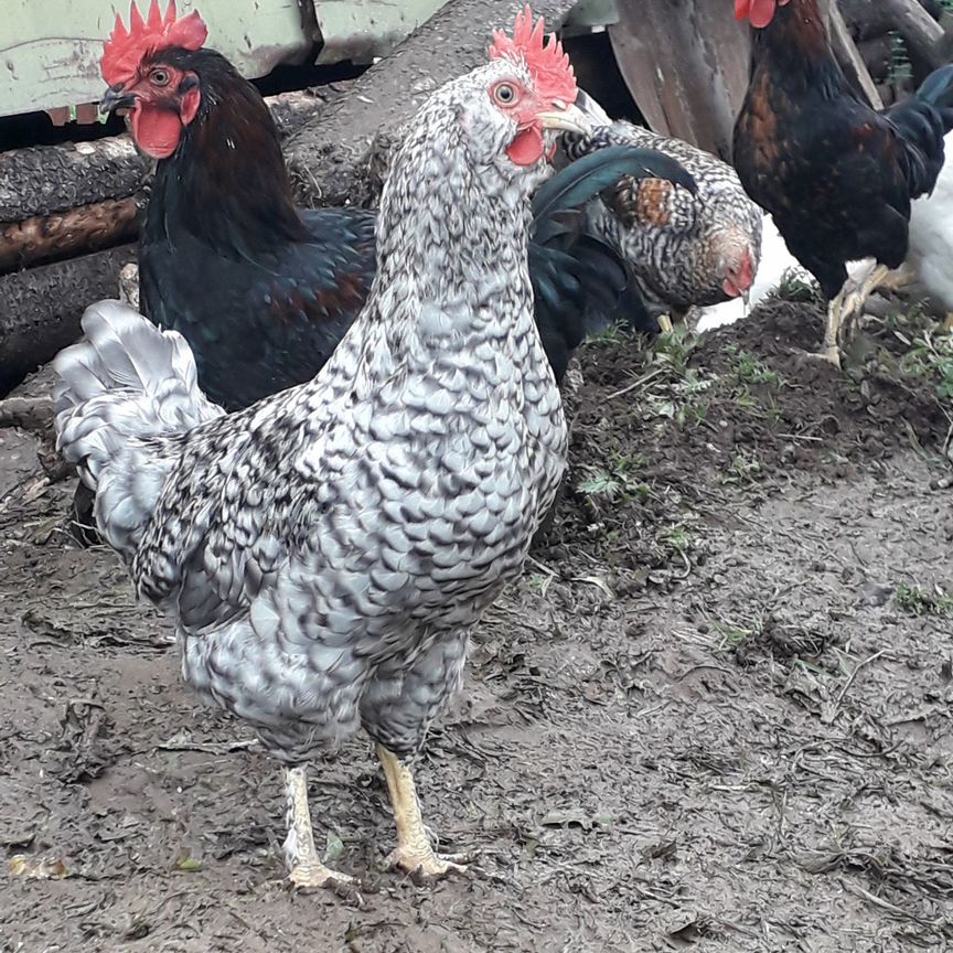 Продам петухов