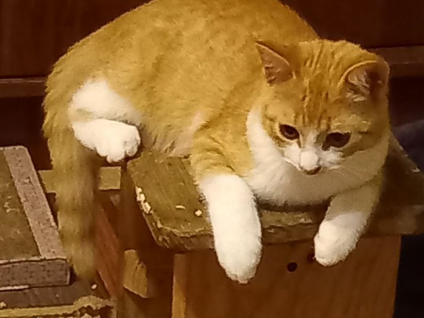 Котята