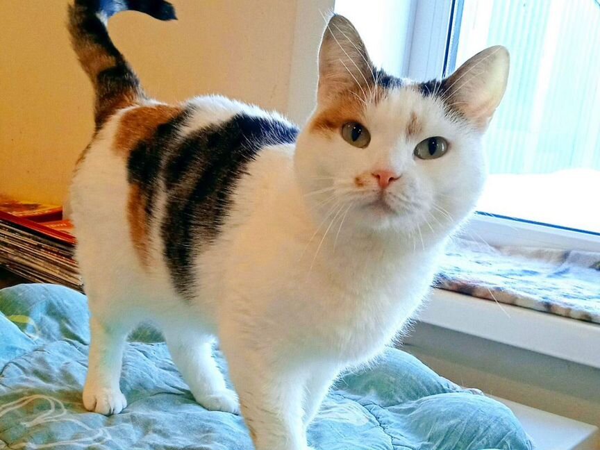 Кошка Лика в поиске дома