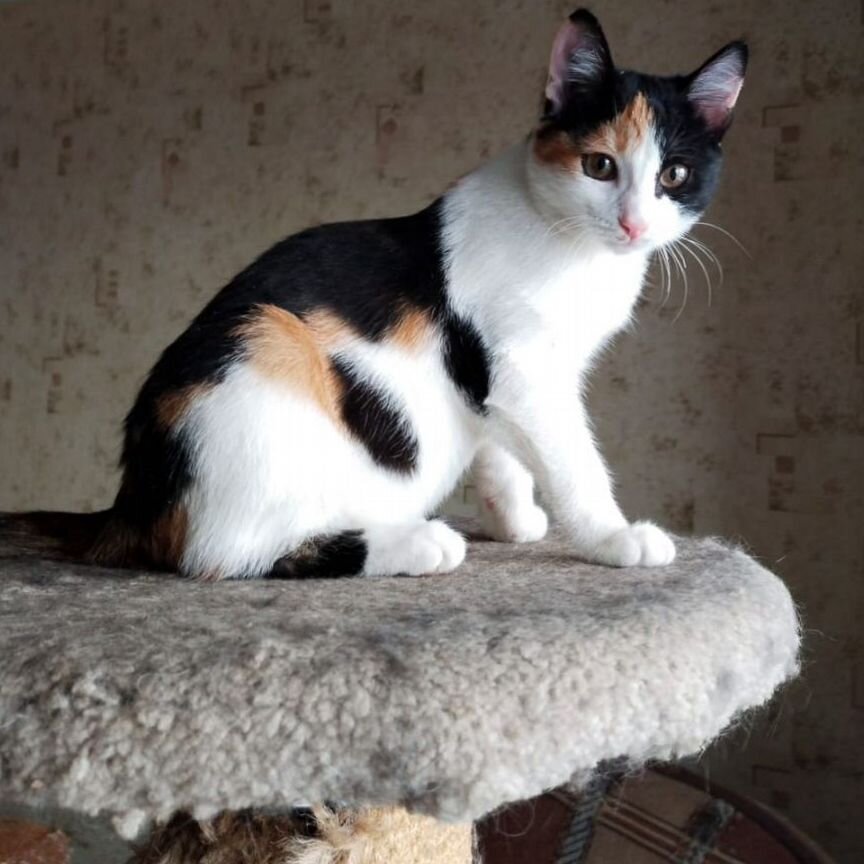 Европейский короткошёрстный котёнок