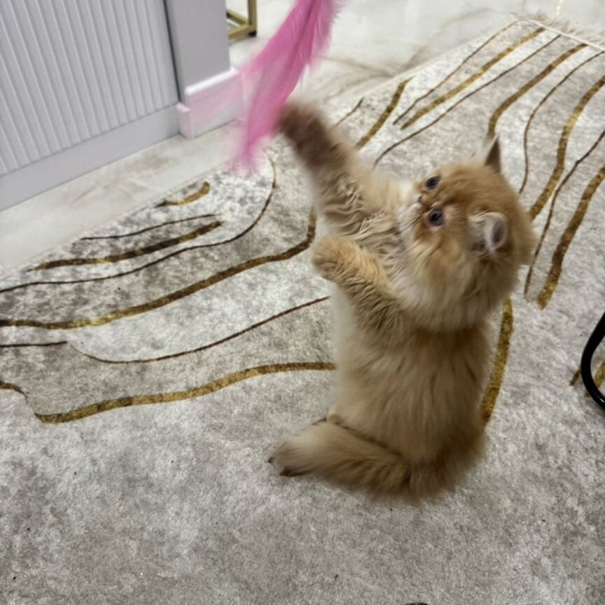 Персидские котята экзоты