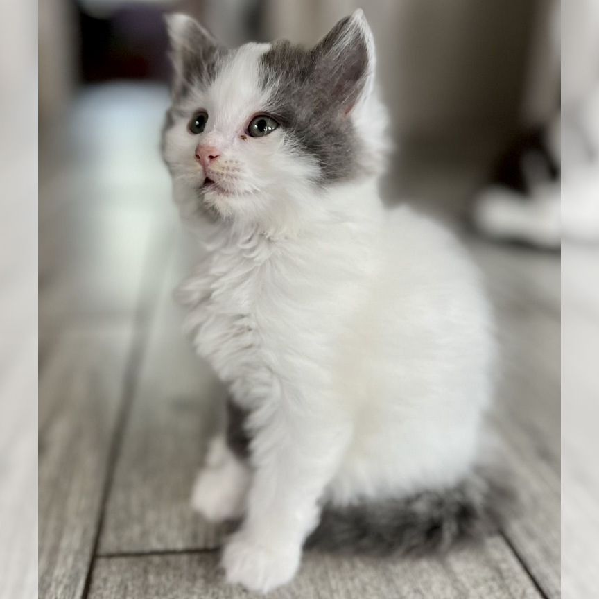 Котёнок в добрые руки