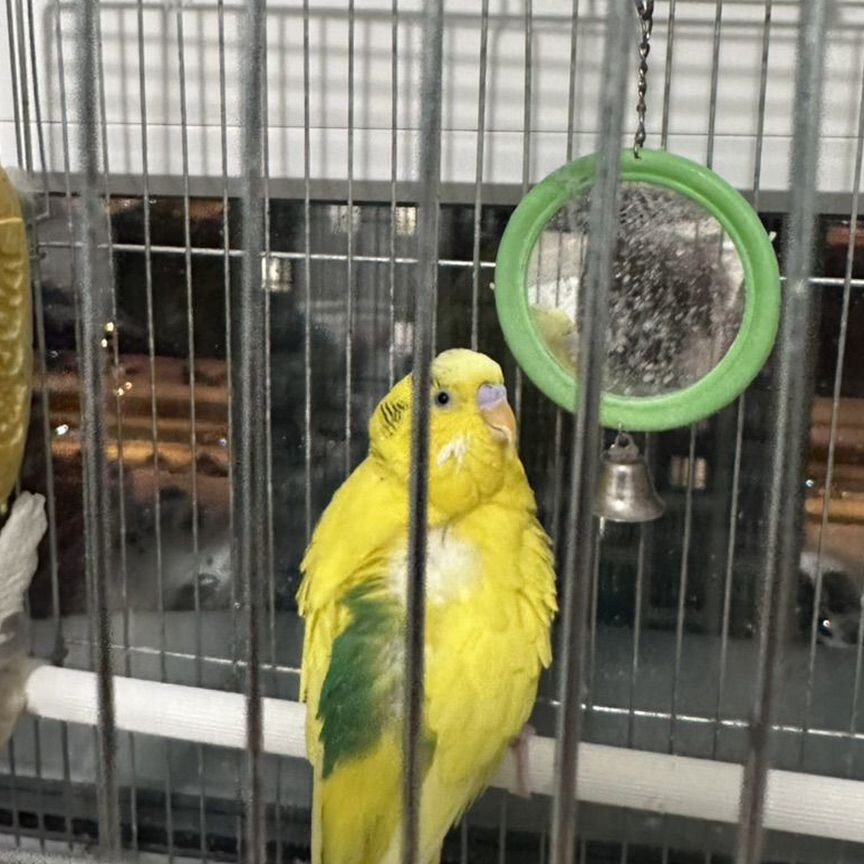 Волнистый попугай с клеткой