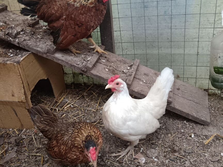 Бентамские цыплята и куры