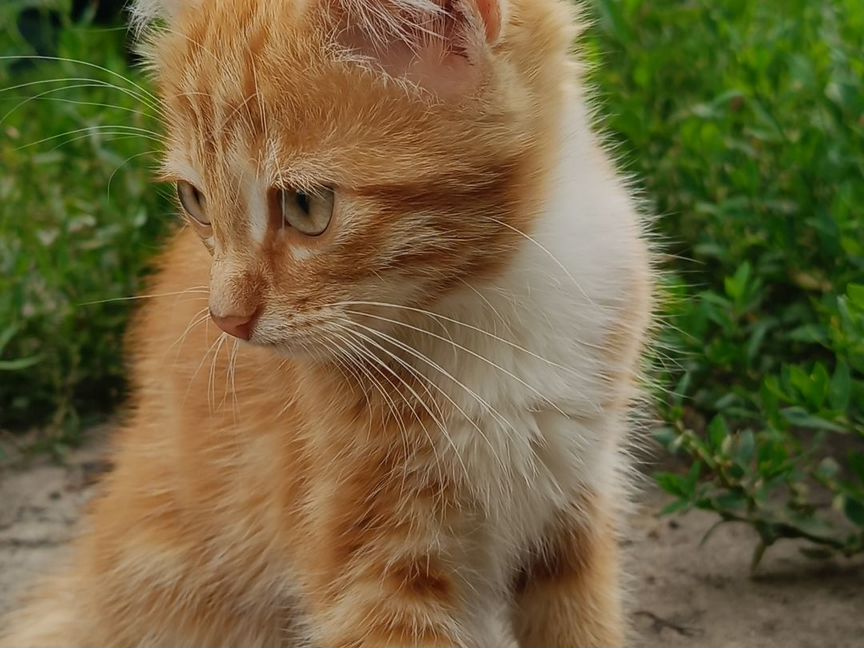 Милые котята