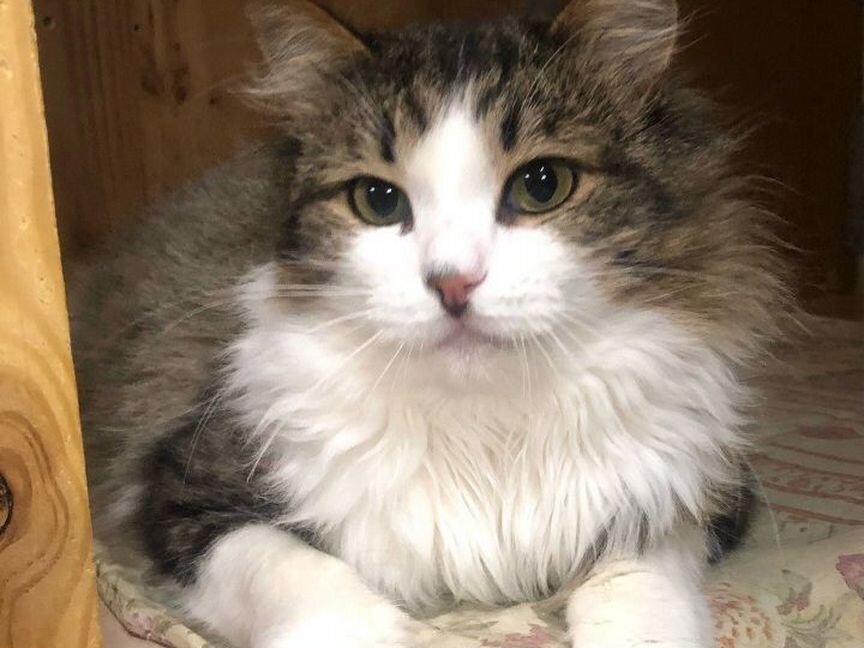 Котик в хорошие руки