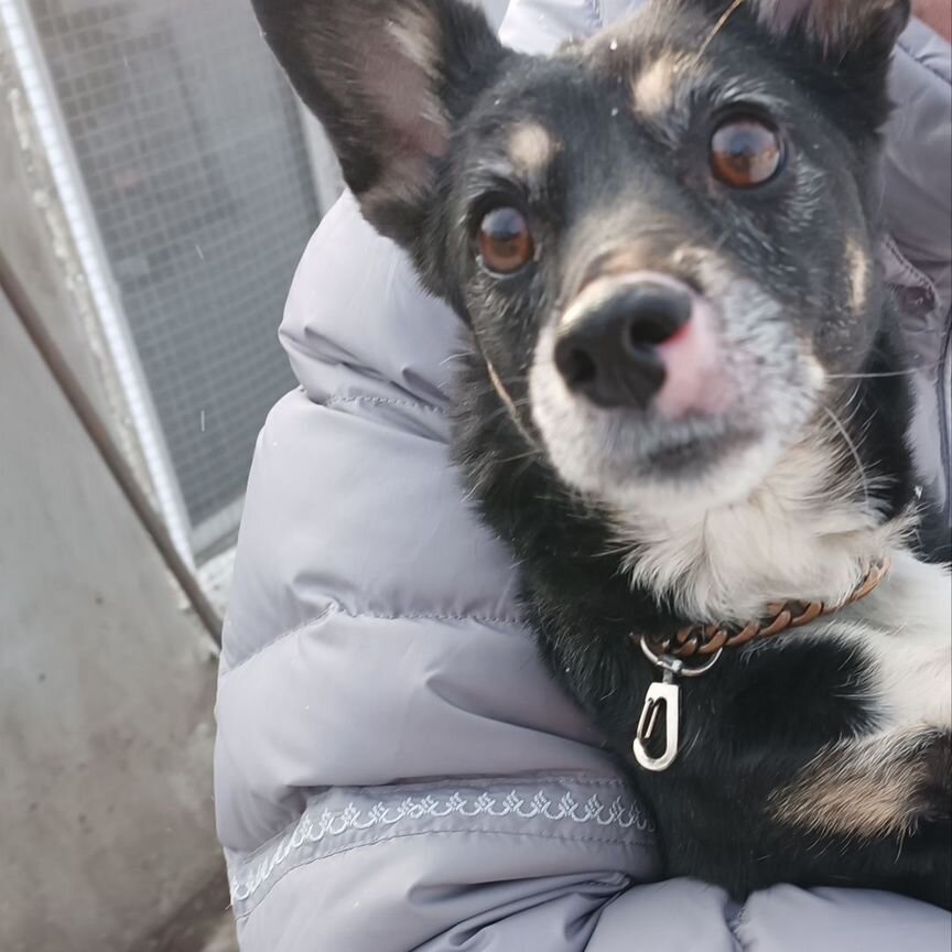 Симочка в добрые руки