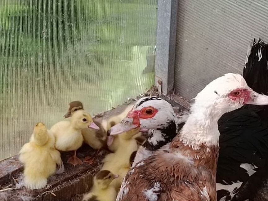 Мускусные утята и утки