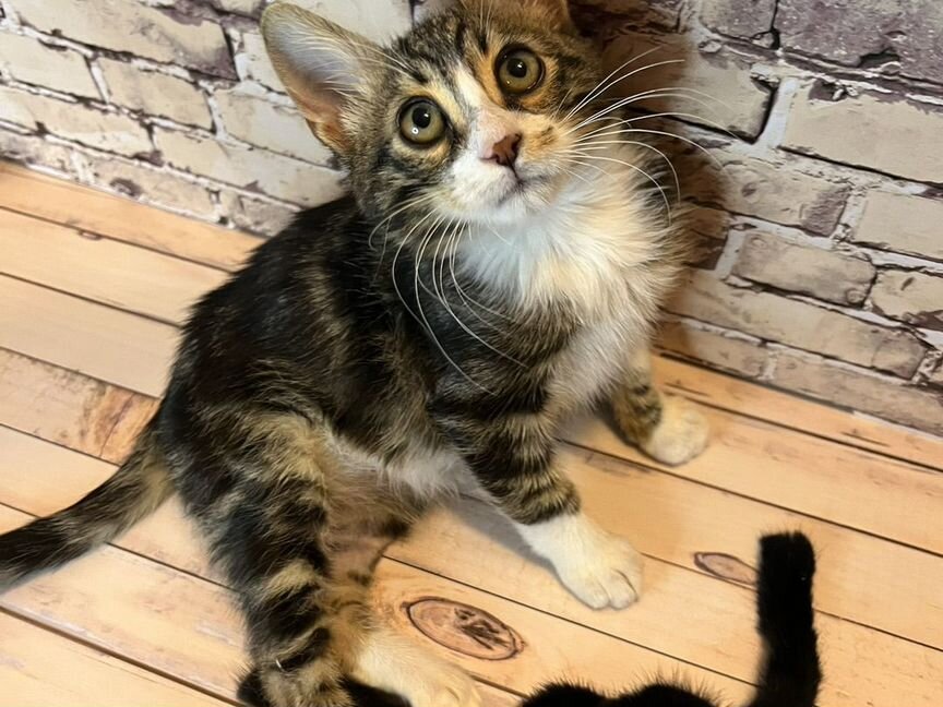 Котенок турецкий мраморный табби Эврен