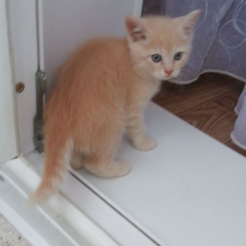 Котята шотландцы вислоухий, прямоухие бесплатно