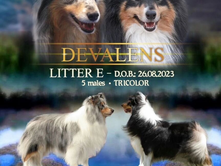 Отличные щенки шелтики