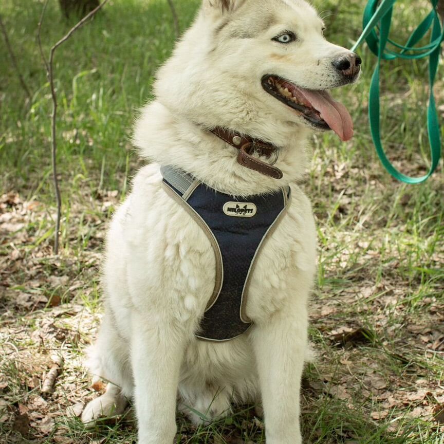 Скай ищет дом