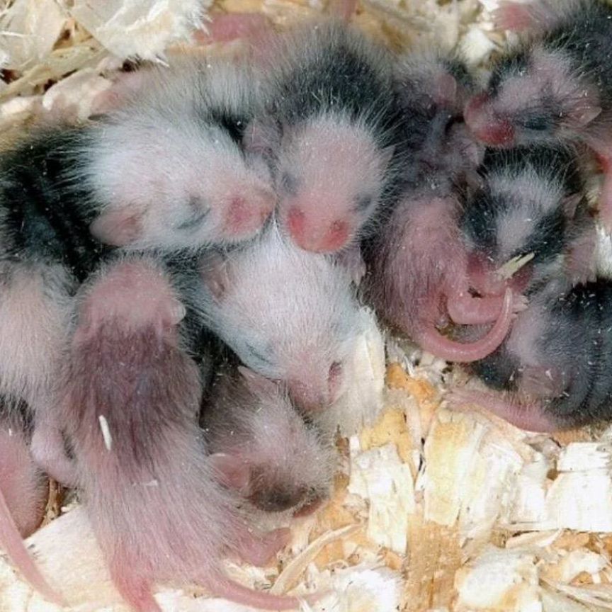 Кормовые мыши замороженные