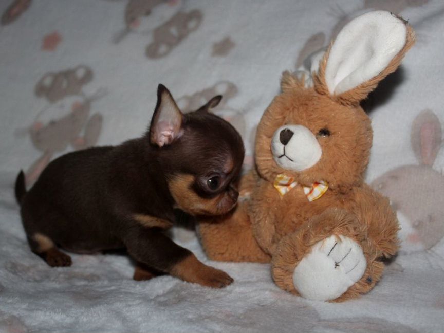 Красавчик Кукляш