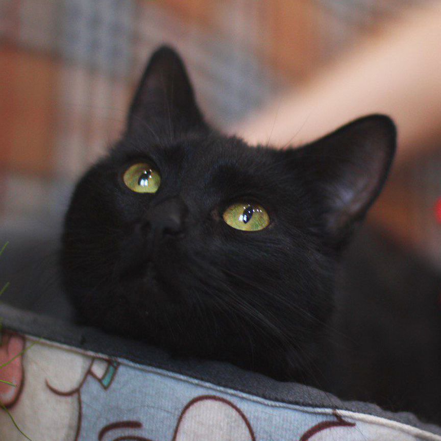 Чёрная кошечка котенок бесплатно