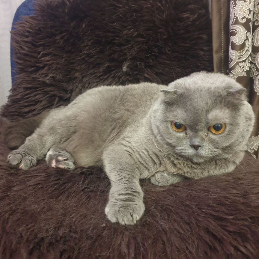 Отдам кота в добрые руки